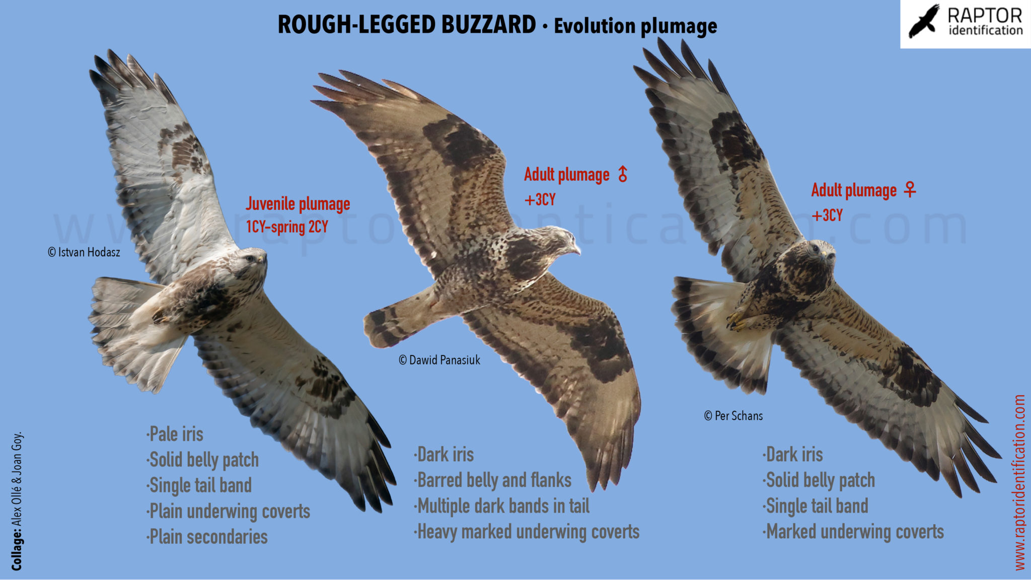 Rough-legged Buzzard – Raptor Identification – The complete raptors guide