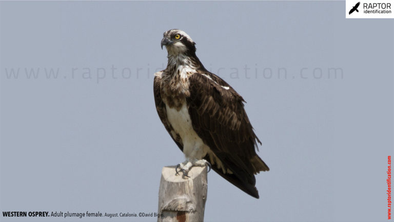 Western Osprey – Raptor Identification – The complete raptors guide