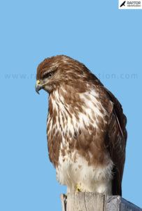 Buzzards – Raptor Identification – The complete raptors guide