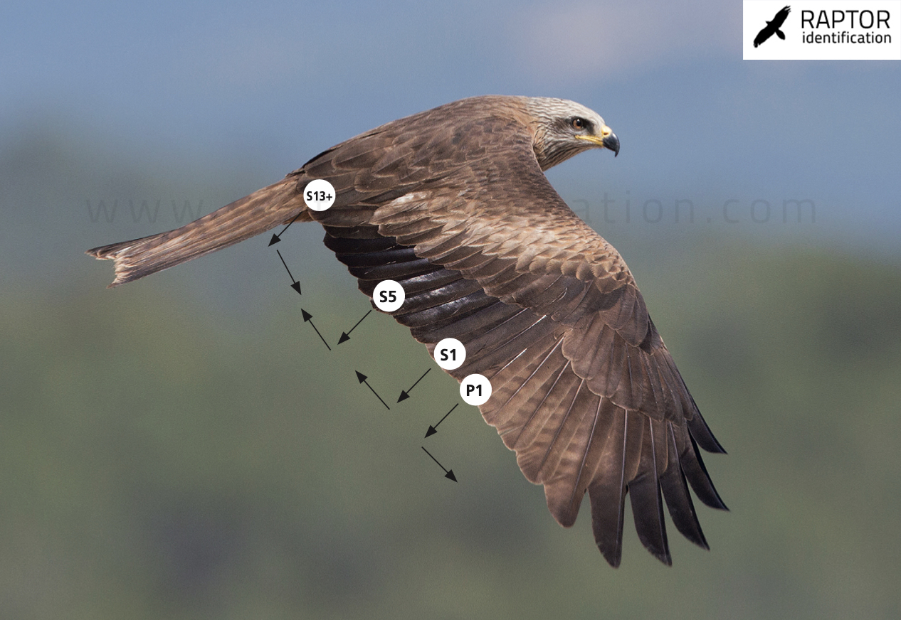 Introduction to Identication – Raptor Identification – The complete ...