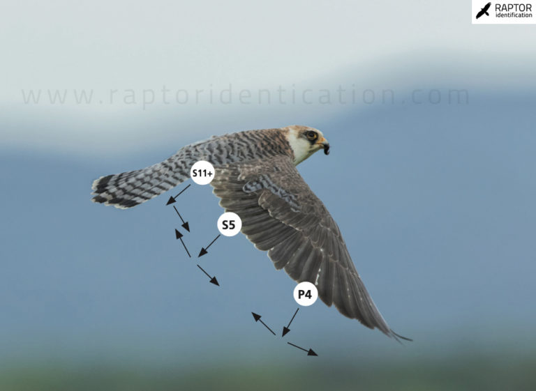 Introduction to Identication – Raptor Identification – The complete ...