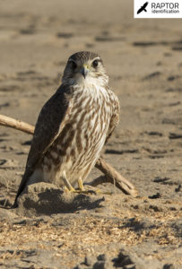 Merlin – Raptor Identification – The complete raptors guide
