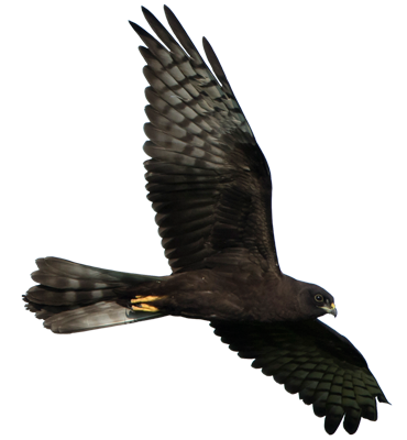 Raptor Identification – The complete raptors guide