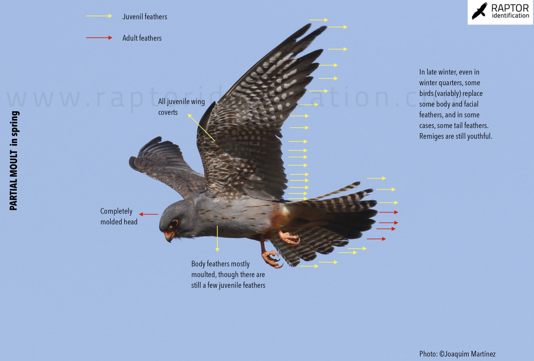 Introduction to Identication – Raptor Identification – The complete ...