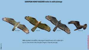Buzzards – Raptor Identification – The complete raptors guide