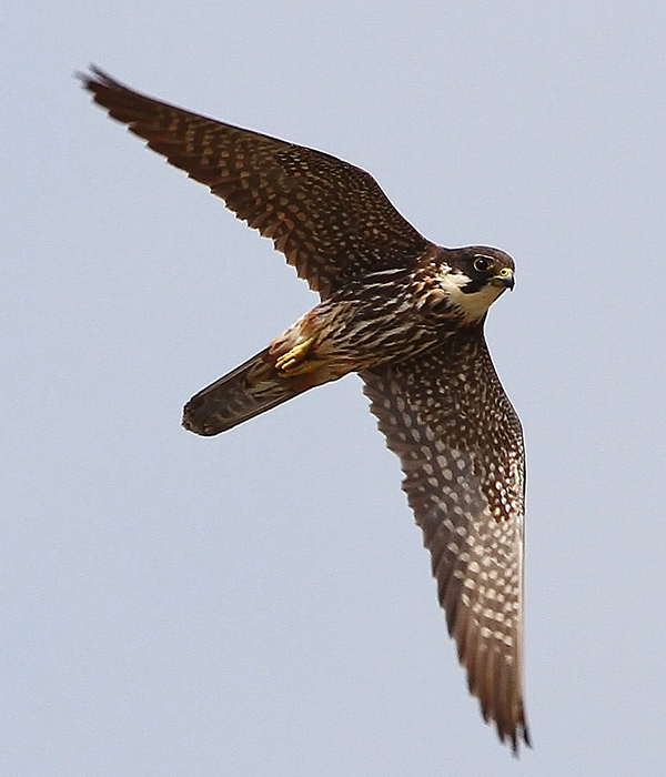 Eurasian Hobby – Raptor Identification – The complete raptors guide