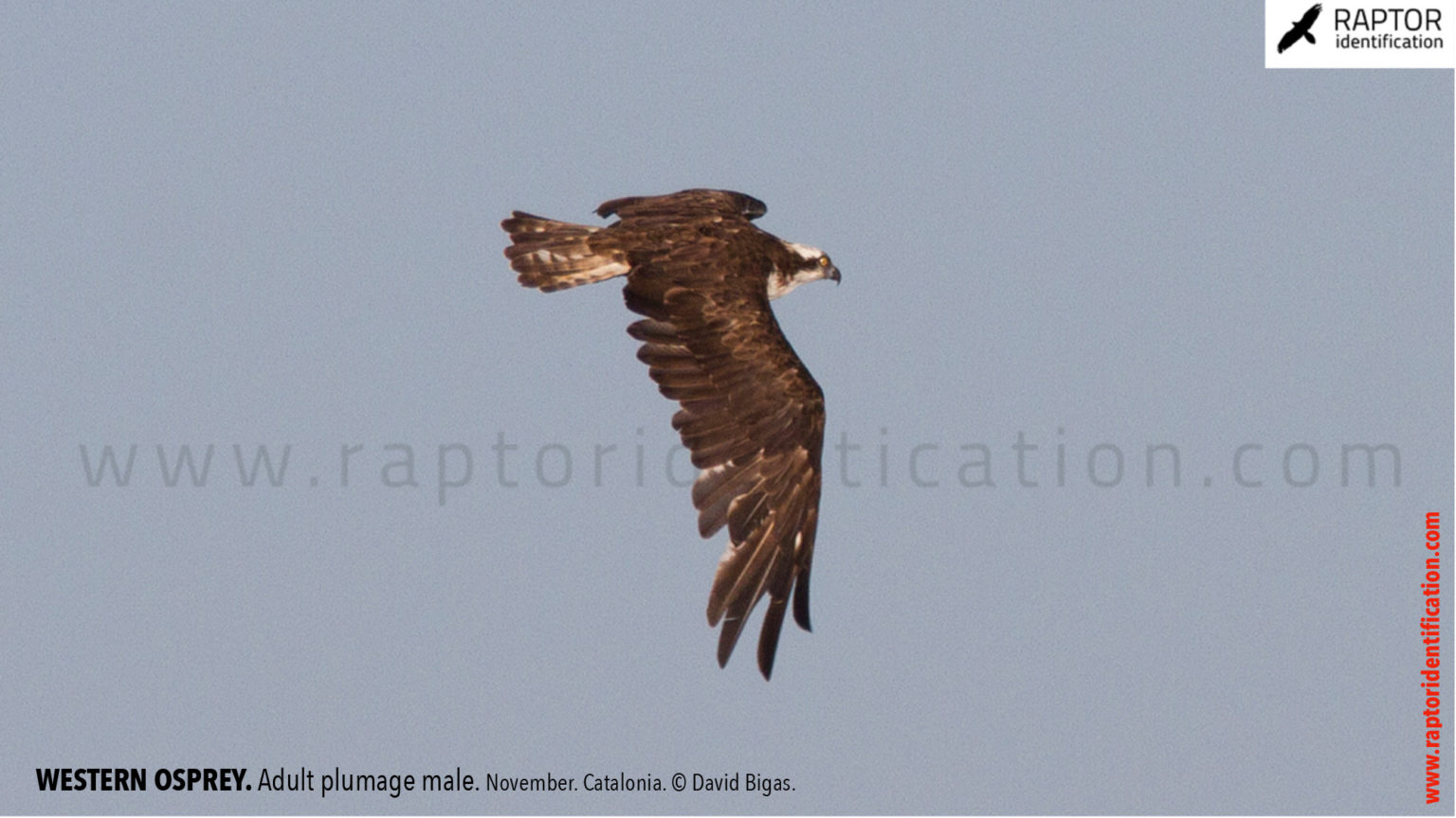 Western Osprey – Raptor Identification – The complete raptors guide