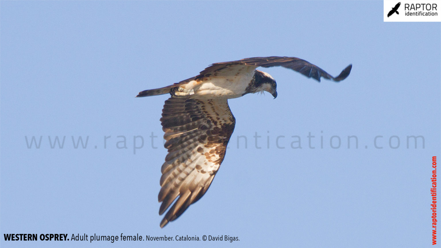 Western Osprey – Raptor Identification – The complete raptors guide