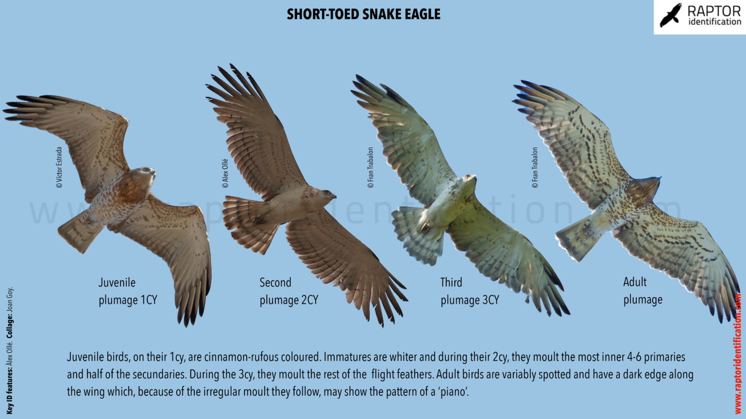 Identification of second and third plumage in Short-toed Snake Eagle ...