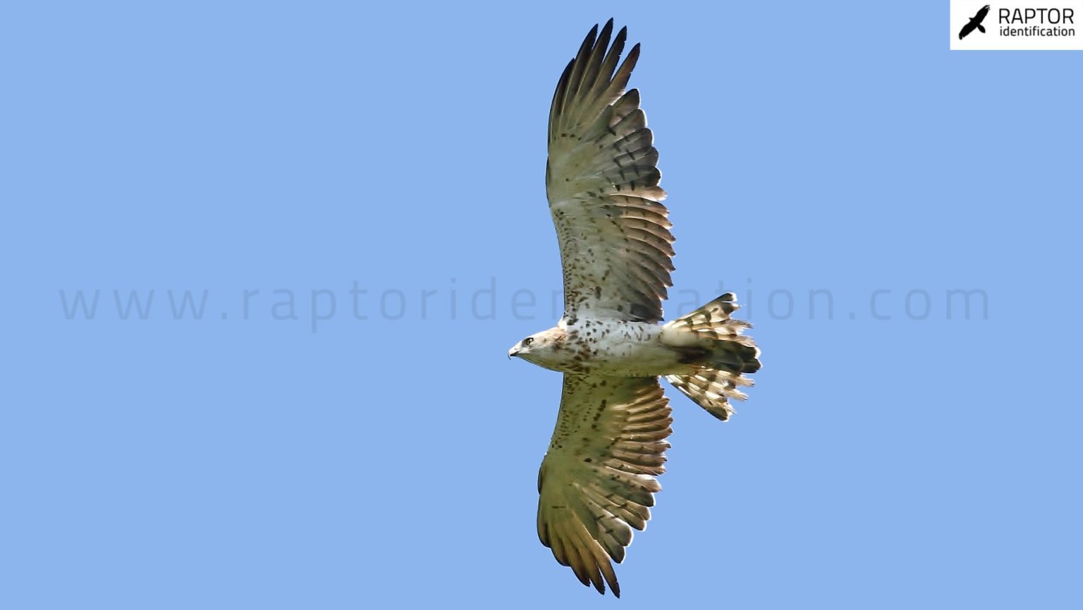Eagles – Raptor Identification – The complete raptors guide