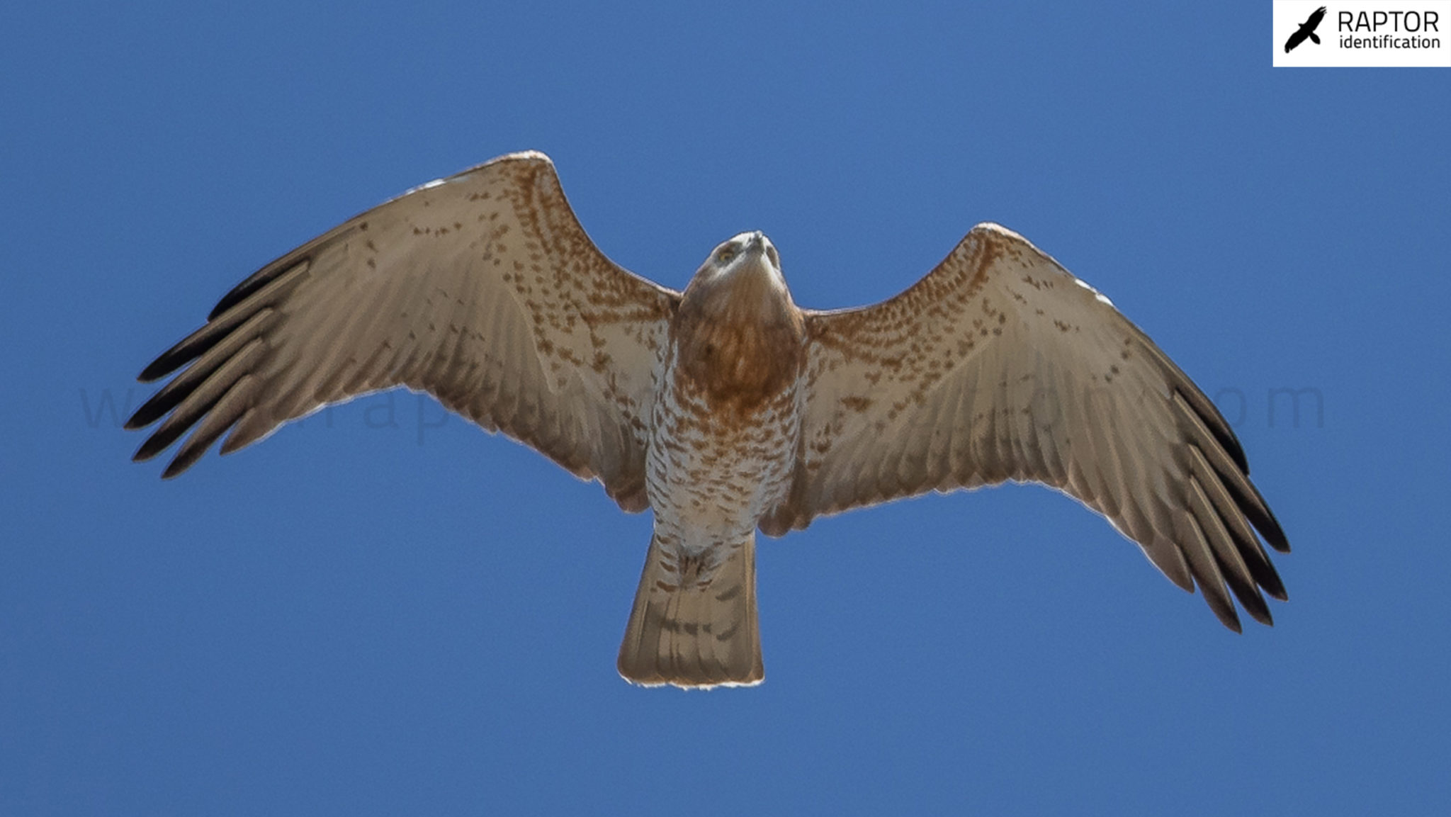 Eagles – Raptor Identification – The complete raptors guide