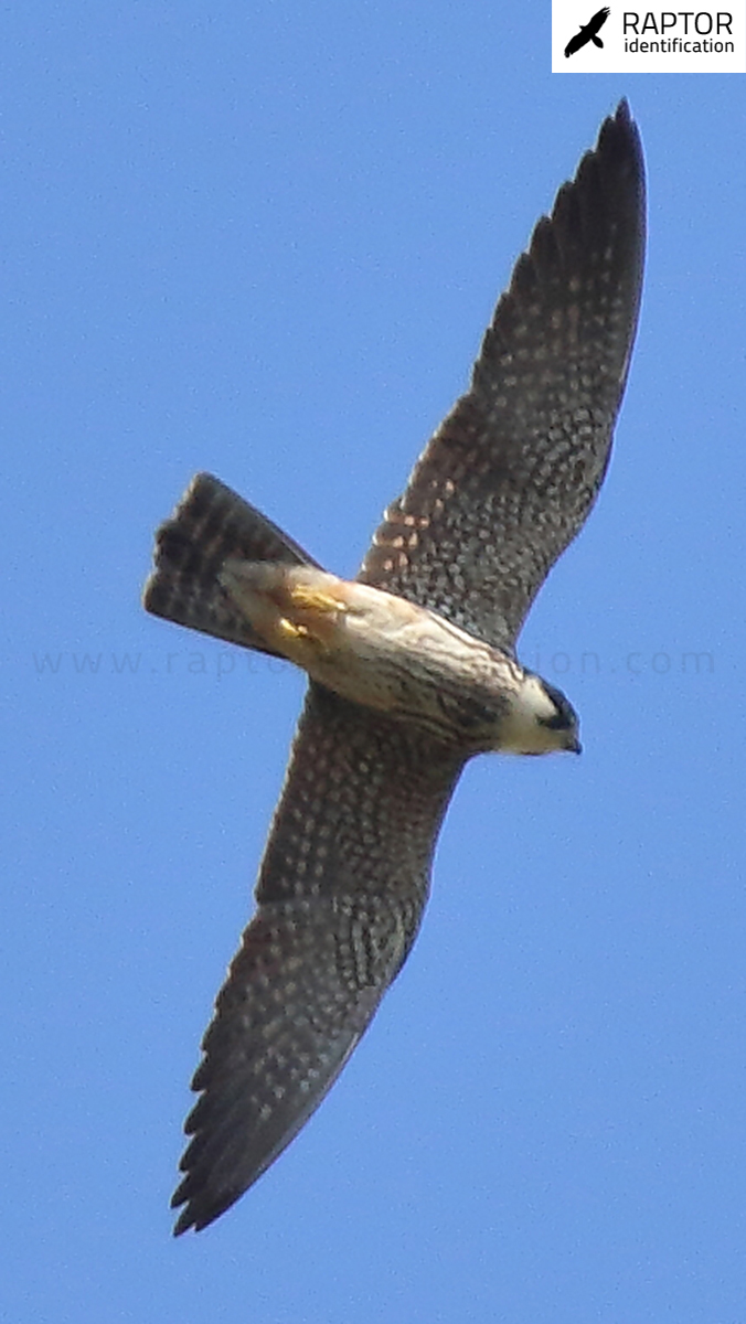 How to sex Eurasian Hobby in juvenile and transitional plumage – Raptor ...