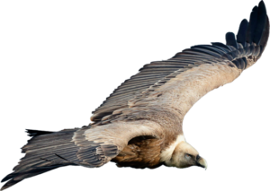 Raptor Identification – The complete raptors guide