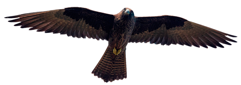 Introduction to Identication – Raptor Identification – The complete ...