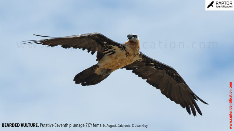 Bearded Vulture – Raptor Identification – The complete raptors guide