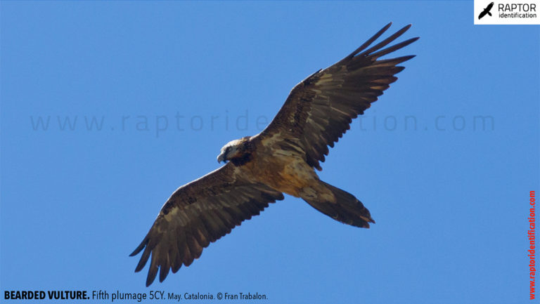 Bearded Vulture – Raptor Identification – The complete raptors guide