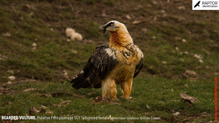 Bearded Vulture – Raptor Identification – The complete raptors guide