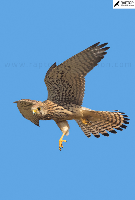 Lesser Kestrel – Raptor Identification – The complete raptors guide