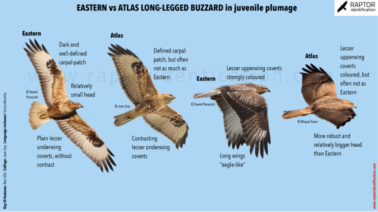 Buzzards – Raptor Identification – The complete raptors guide