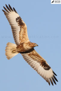 Buzzards – Raptor Identification – The complete raptors guide