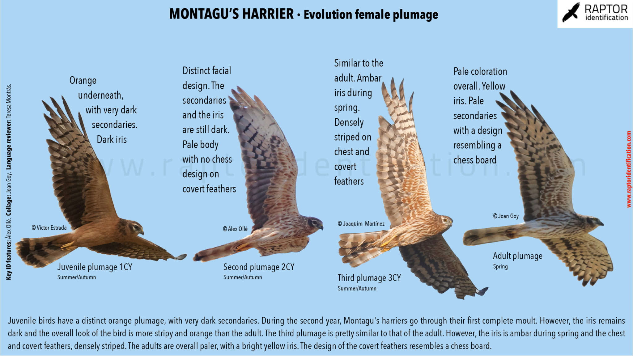 Montagu’s Harrier – Raptor Identification – The complete raptors guide