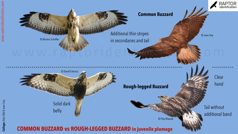 Buzzards – Raptor Identification – The complete raptors guide Buzzards – Raptor Identification – The complete raptors guide