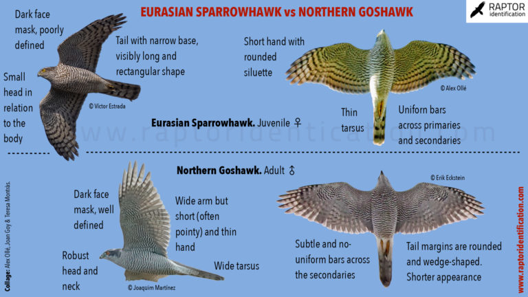 Northern Goshawk vs Eurasian Sparrowhawk in flight – Raptor ...
