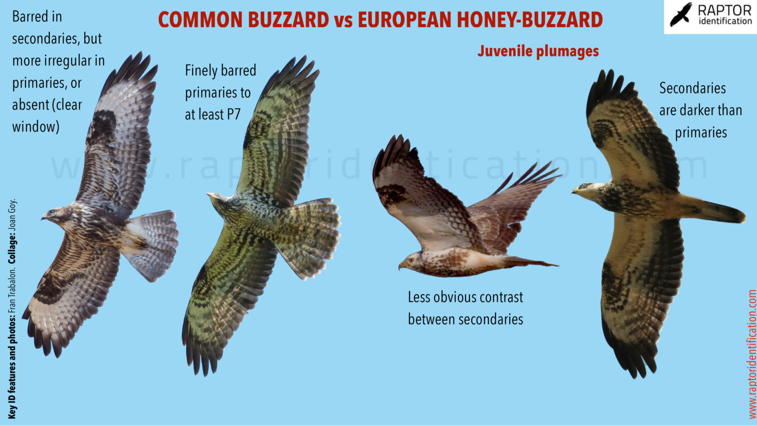 Common Buzzard vs European Honey-Buzzard in juvenile Plumage, light ...