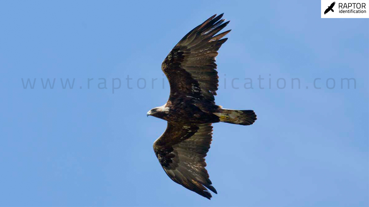 Eagles – Raptor Identification – The complete raptors guide
