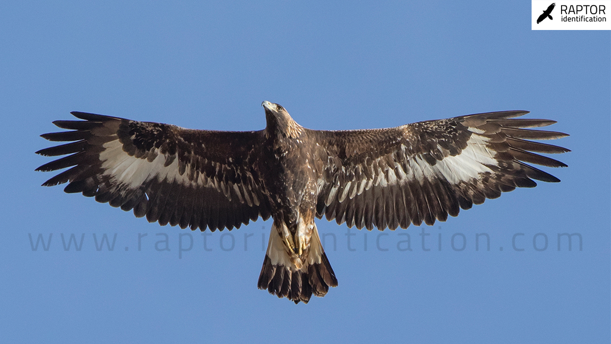 Field identification of the Golden Eagle, and the different plumages of ...