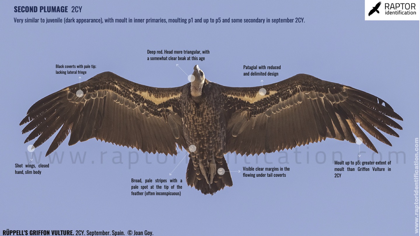Rüppell’s Griffon Vulture, 2nd Plumage – Raptor Identification – The ...