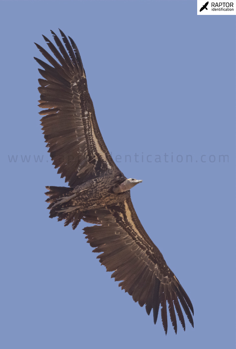 Raptor Identification – The complete raptors guide