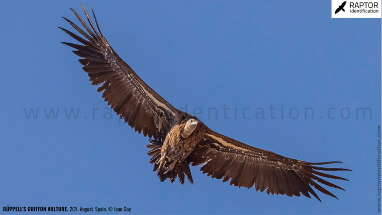 Rüppell’s Griffon Vulture – Raptor Identification – The complete ...