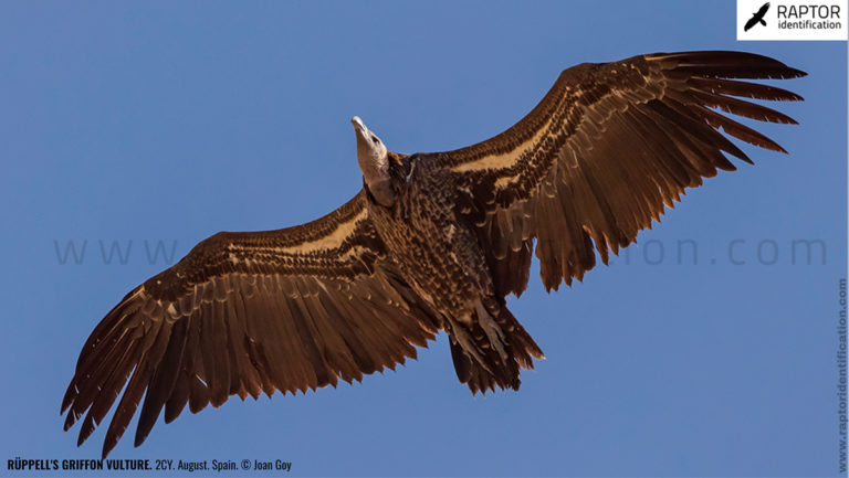 Rüppell’s Griffon Vulture – Raptor Identification – The complete ...