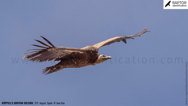 Rüppell’s Griffon Vulture – Raptor Identification – The complete ...
