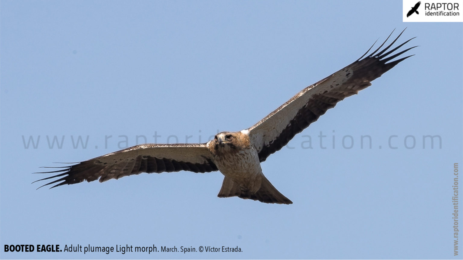 Booted Eagle, Adult Plumage Light Morph – Raptor Identification – The ...