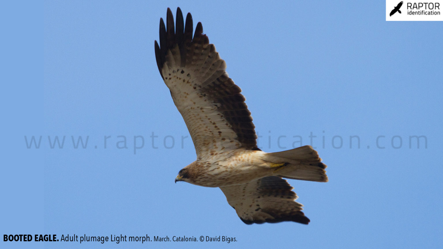 Booted Eagle, Adult Plumage Light Morph – Raptor Identification – The ...