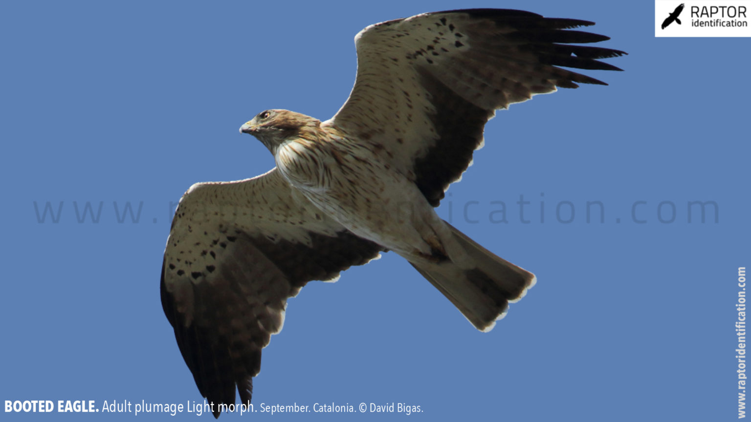 Booted Eagle, Adult Plumage Light Morph – Raptor Identification – The ...
