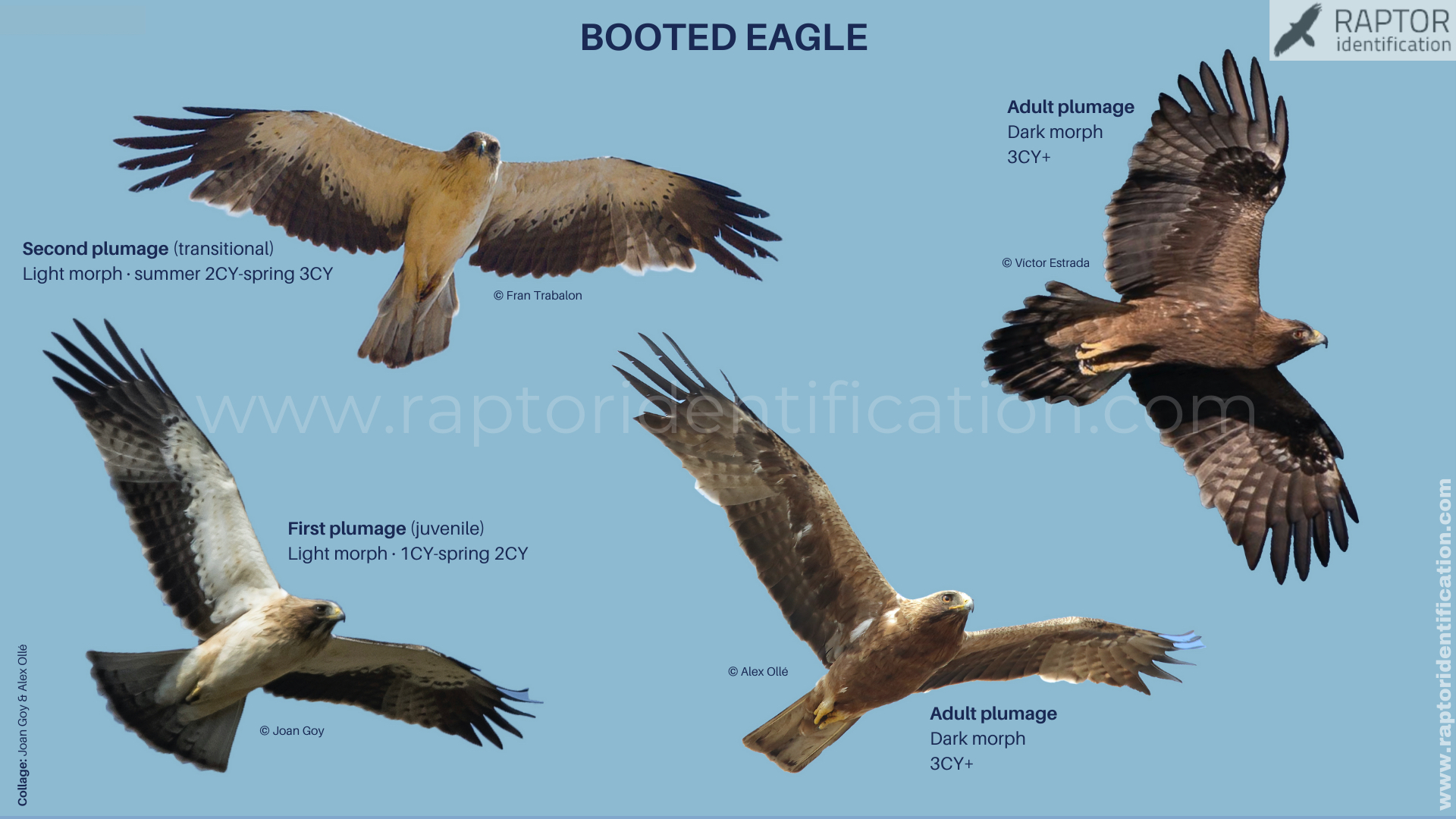 Eagles Raptor Identification The Complete Raptors Guide