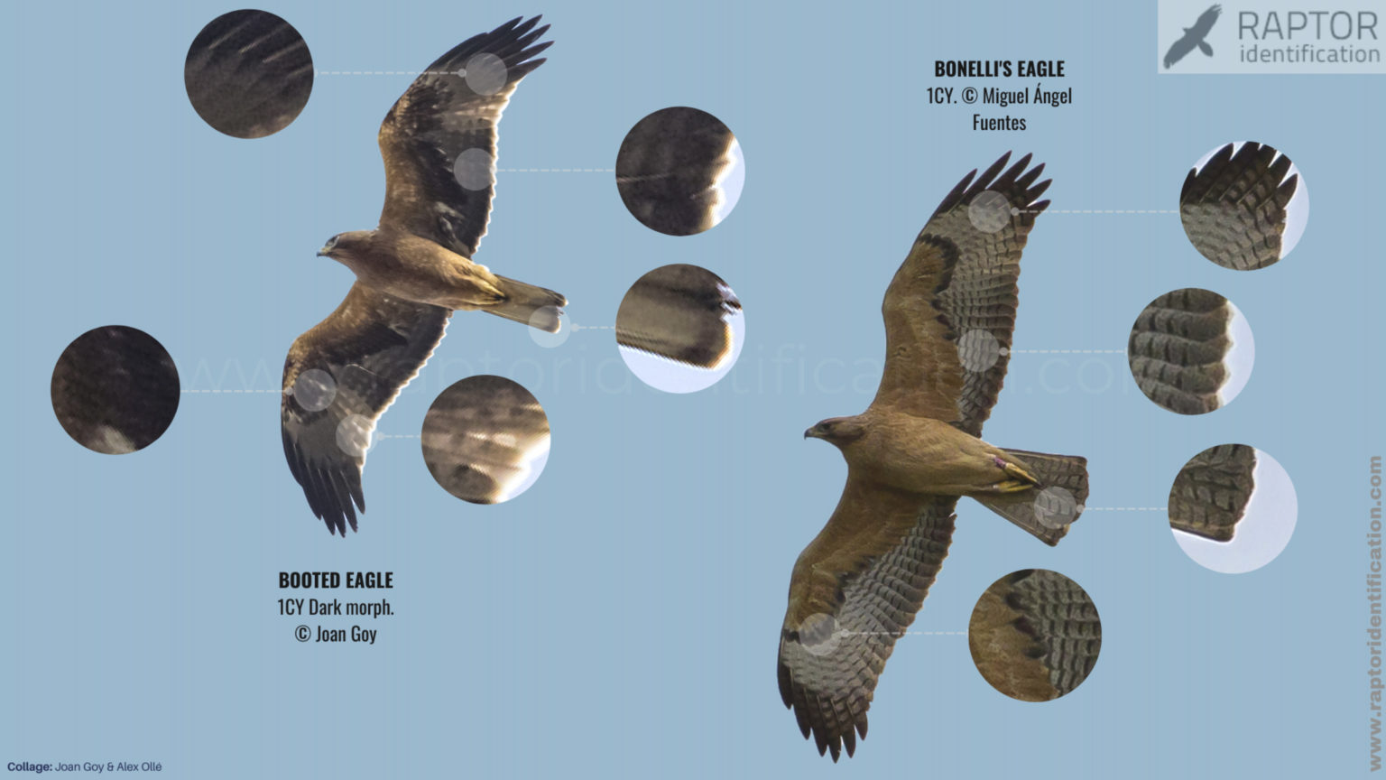 Eagles – Raptor Identification – The complete raptors guide
