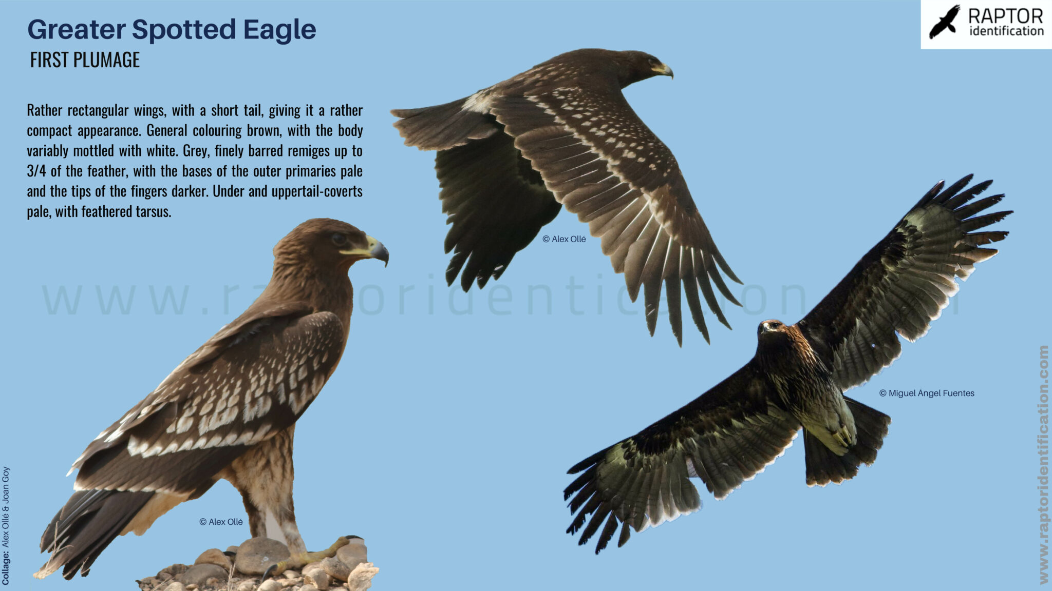 Greater Spotted Eagle – Raptor Identification – The complete raptors guide
