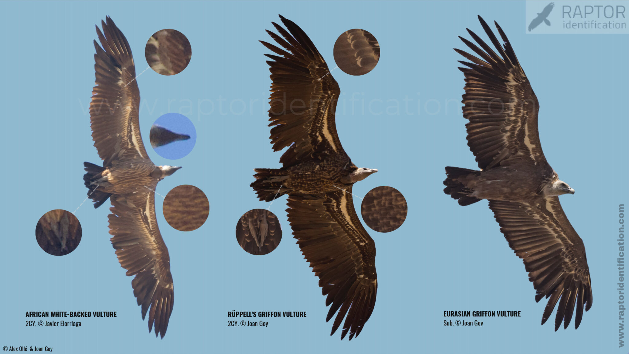 Rüppell’s Griffon Vulture vs Griffon Vulture and vs African White ...